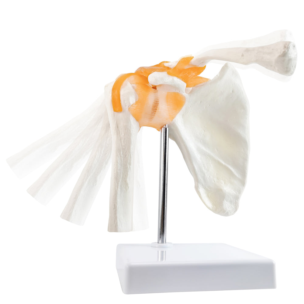 Evotech Scientific Anatomical Shoulder Joint Model with ligament Repli