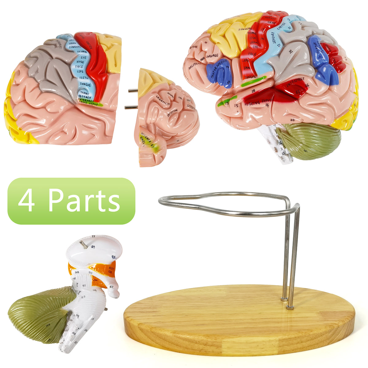 Evotech Scientific Deluxe Human Brain Model for Neuroscience 1.5 Times ...