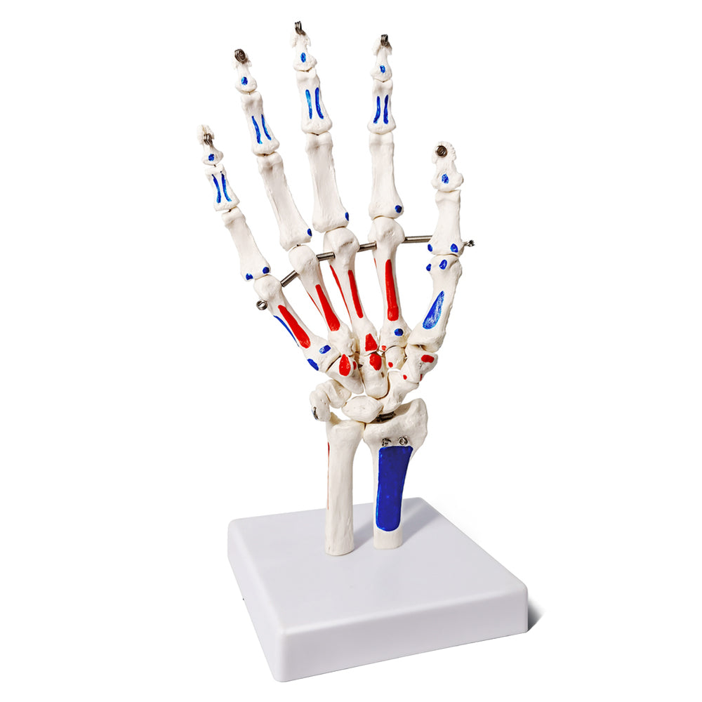 Evotech Scientific Hand Skeleton Model with Muscles Insertions & Origi