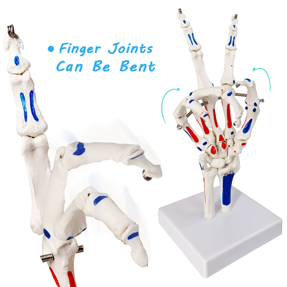 Evotech Scientific Hand Skeleton Model with Muscles Insertions & Origi