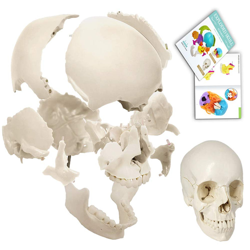 Medical Grade Anatomical Human Skull Models - Evotech Scientific