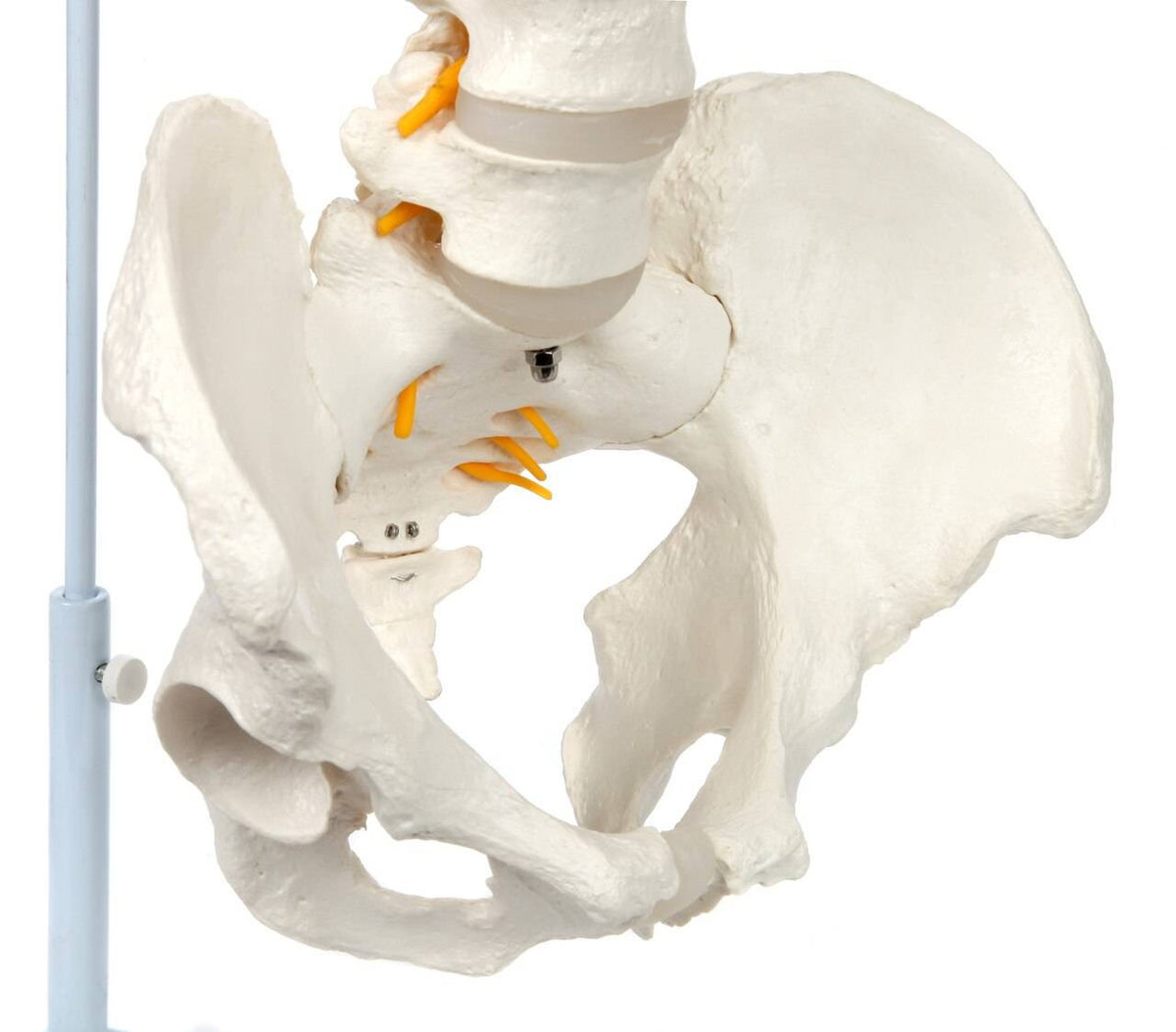 Evotech Scientific Life Size Anatomical Spine Model with Vertebrae, Ne ...