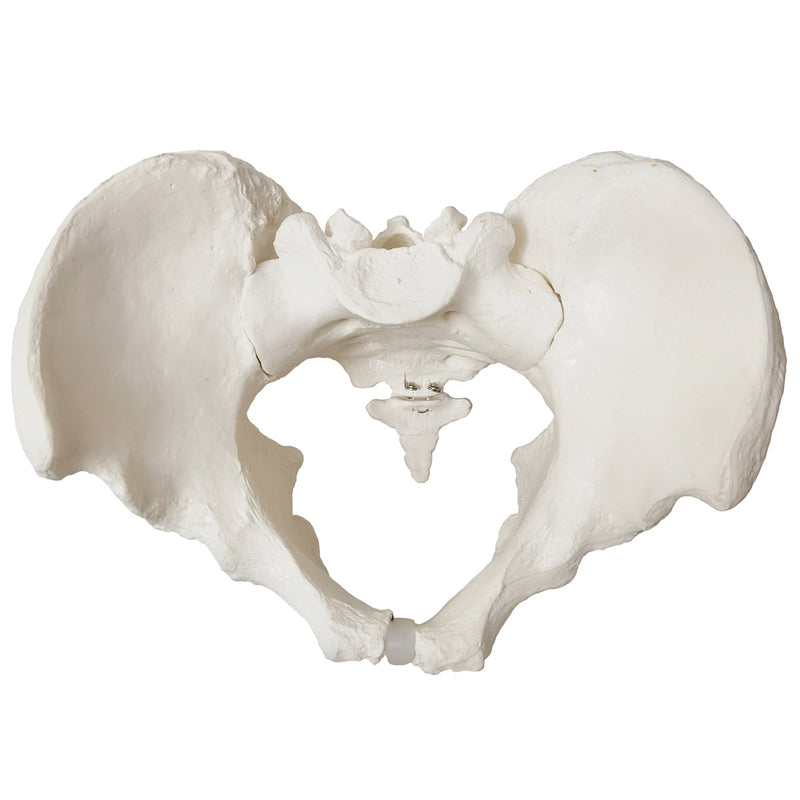 Evotech Scientific Life Size Male Pelvis Model Human Anatomy Pelvic Fe