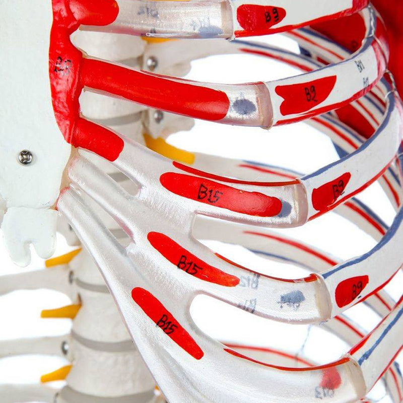 Evotech Scientific Life Size Medical Anatomical Human Skeleton Model w