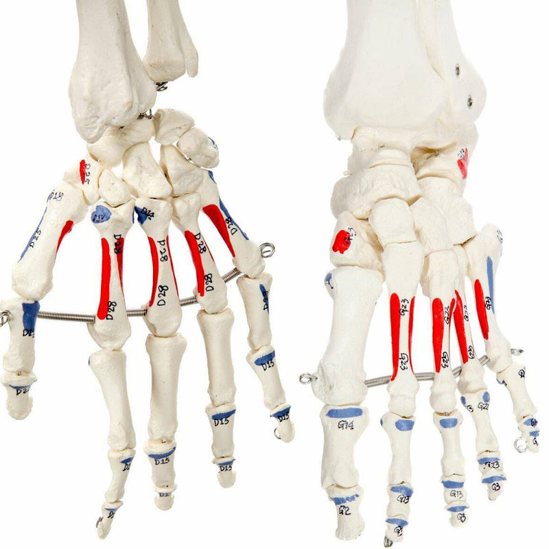 Evotech Scientific Life Size Medical Anatomical Human Skeleton Model w