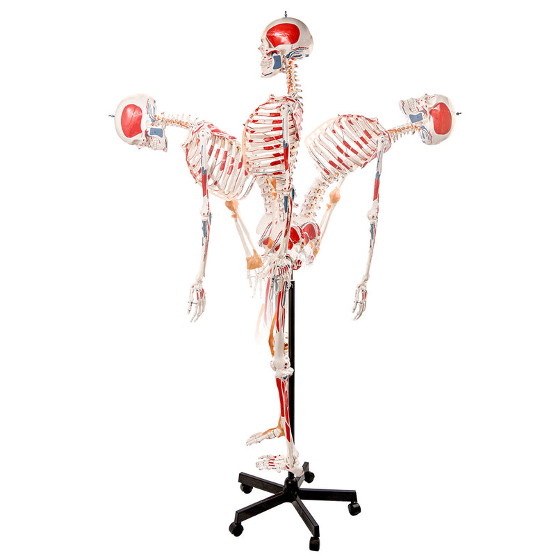 Evotech Scientific Flexible Painted and Numbered Life-Size Skeleton An
